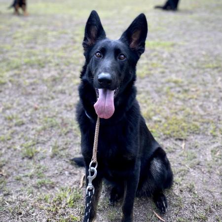 Alldogs Security - K9 Protection, Detection, Training & Sales